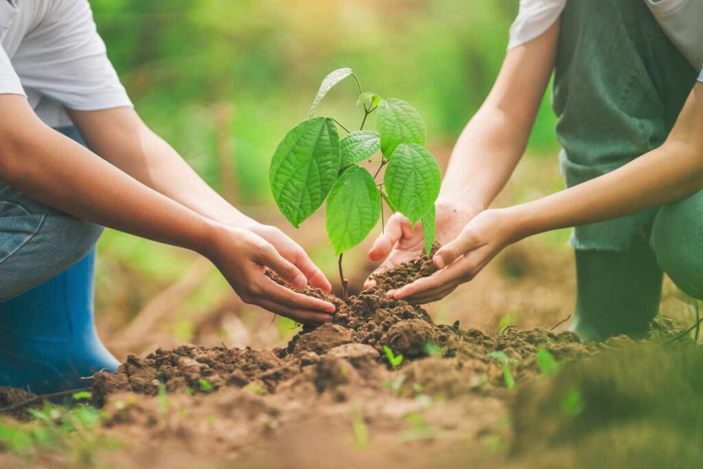 How to Plant Citrus Trees From Start to Finish