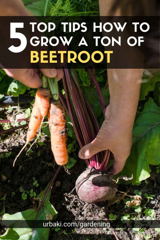5 TOP TIPS How to Grow a TON of Beetroot