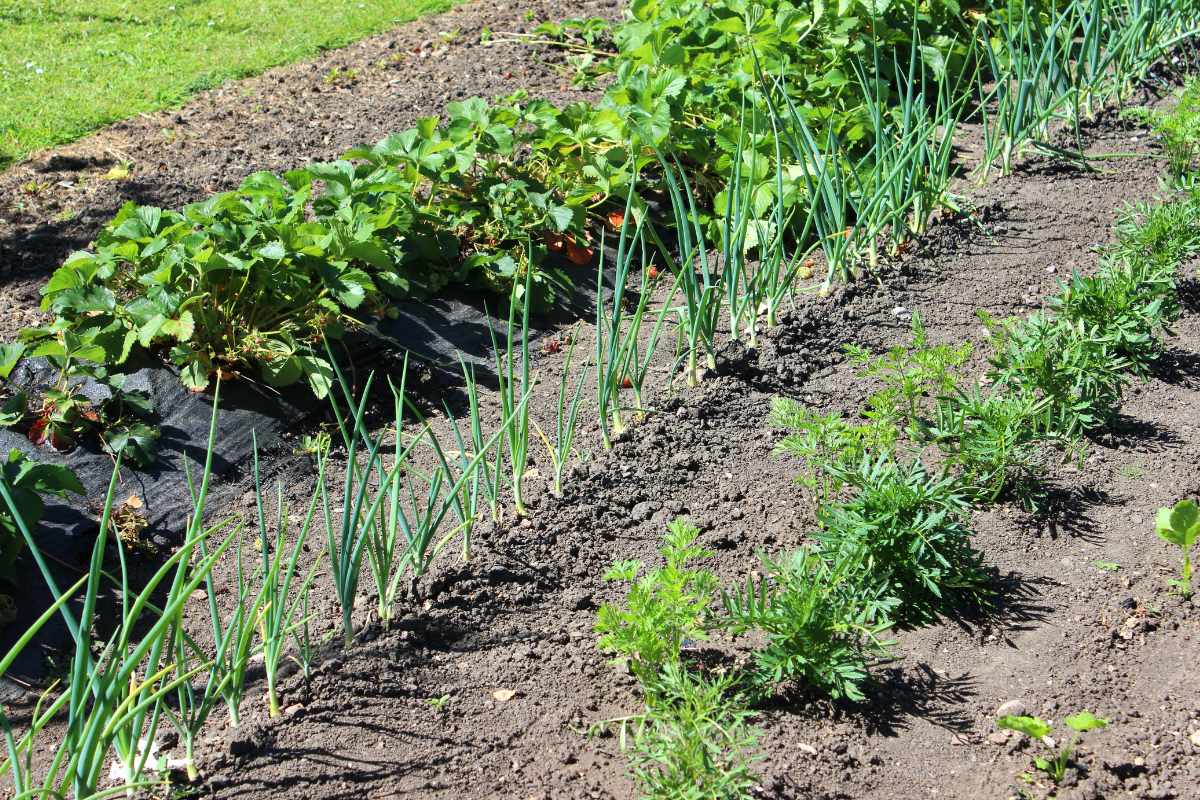 Companion Planting with Companion Planting Chart
