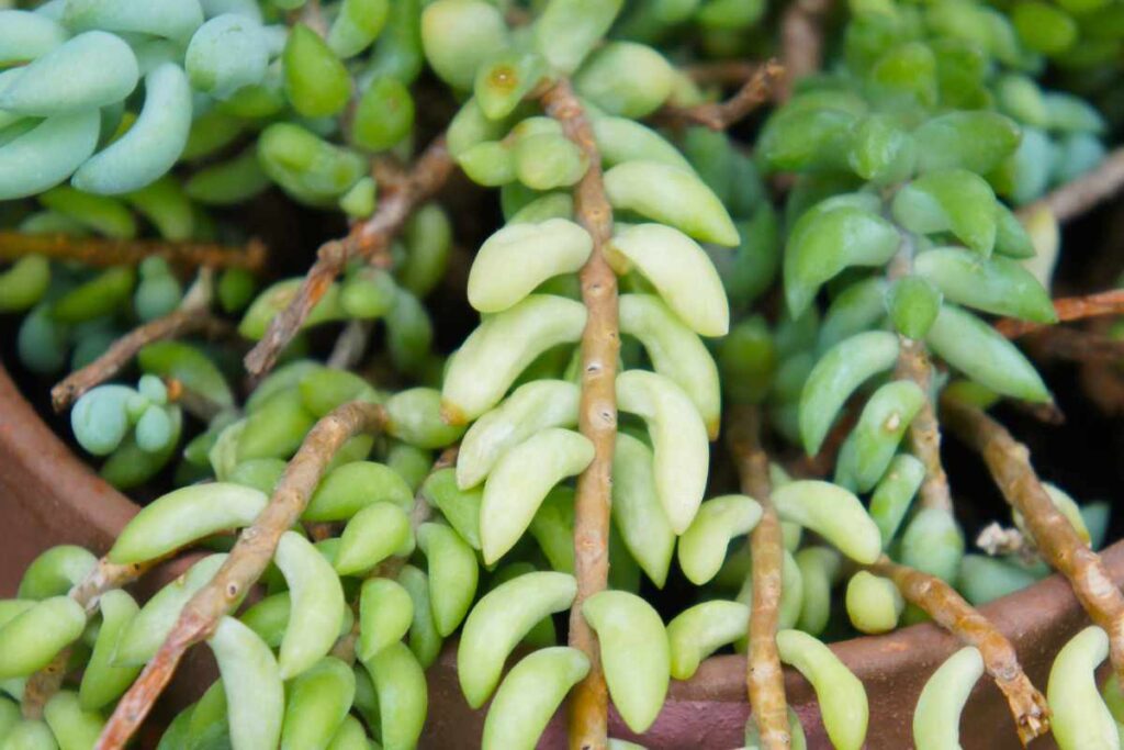 How to care for Donkey's Tail