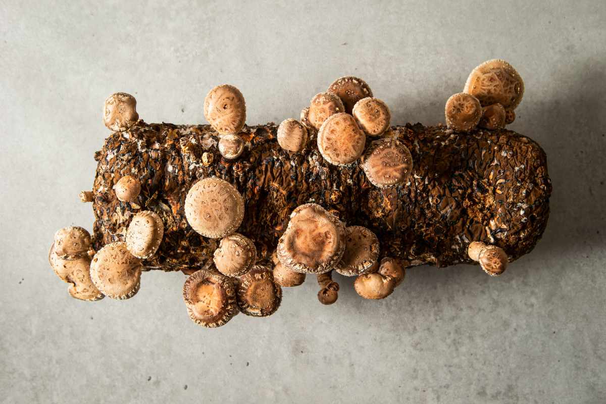 How To Get Started Growing Mushrooms At Home