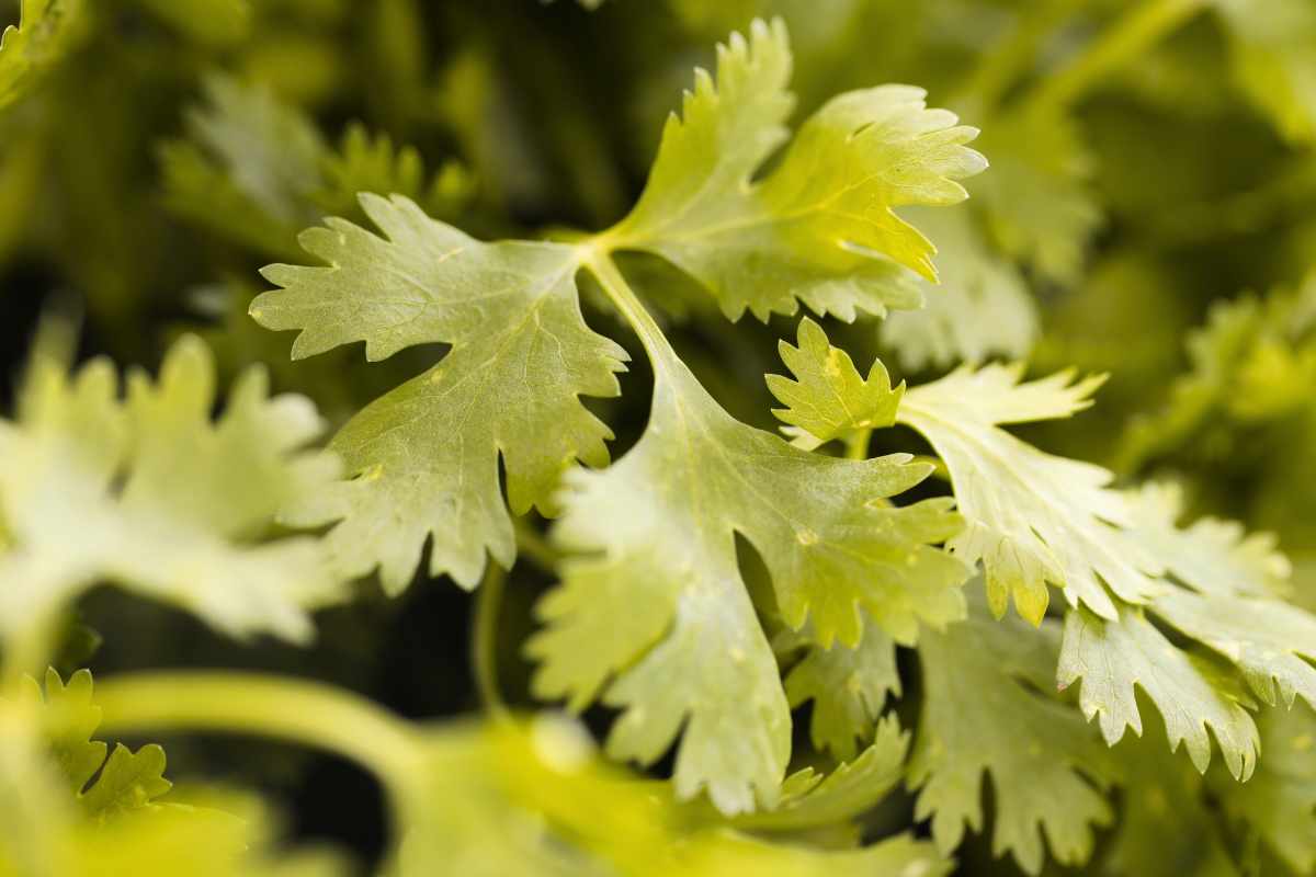 Learn How to Grow Cilantro Indoors