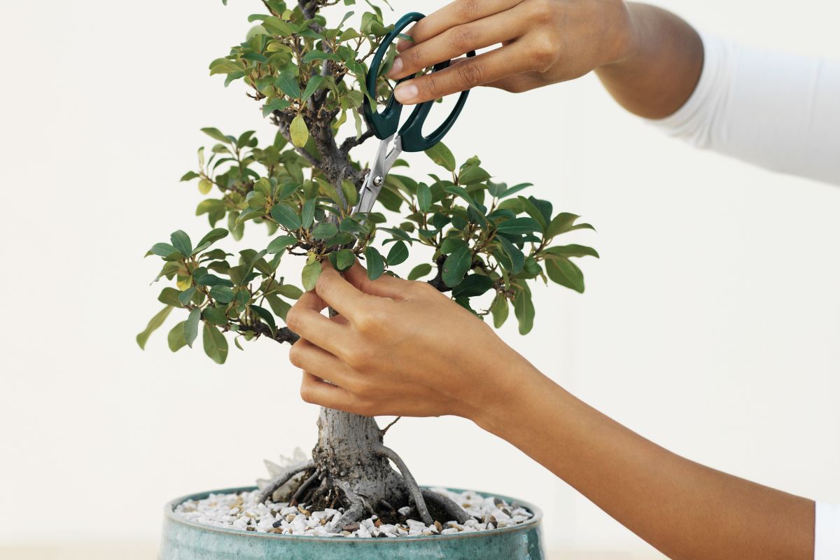 2 EASY Techniques to Create Bonsai for Beginners!