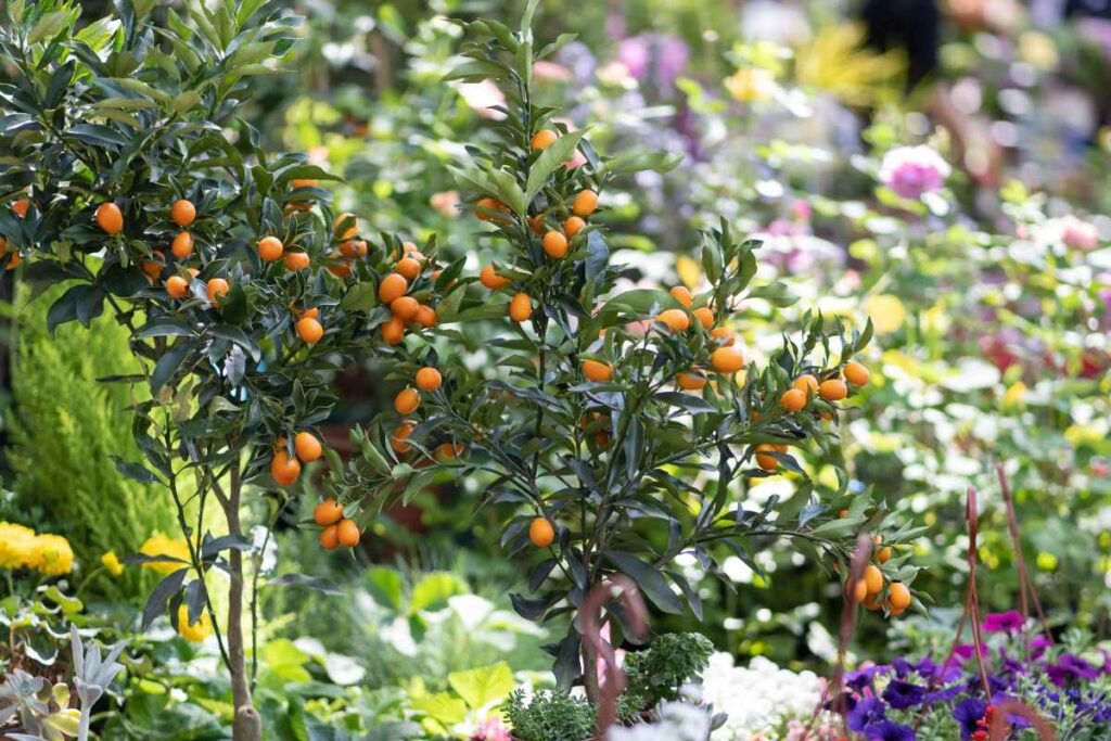 How to Grow Kumquat Trees in Containers