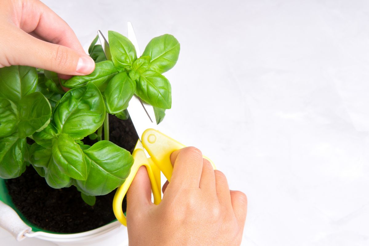 3 Methods for Pruning Herbs To Stimulate New Growth