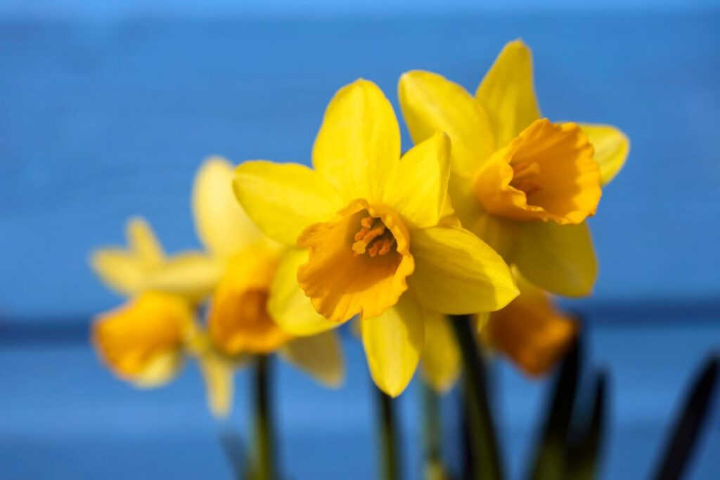 5 Fabulous Plants for Spring Container Gardens