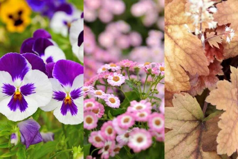5 Fabulous Plants for Spring Container Gardens