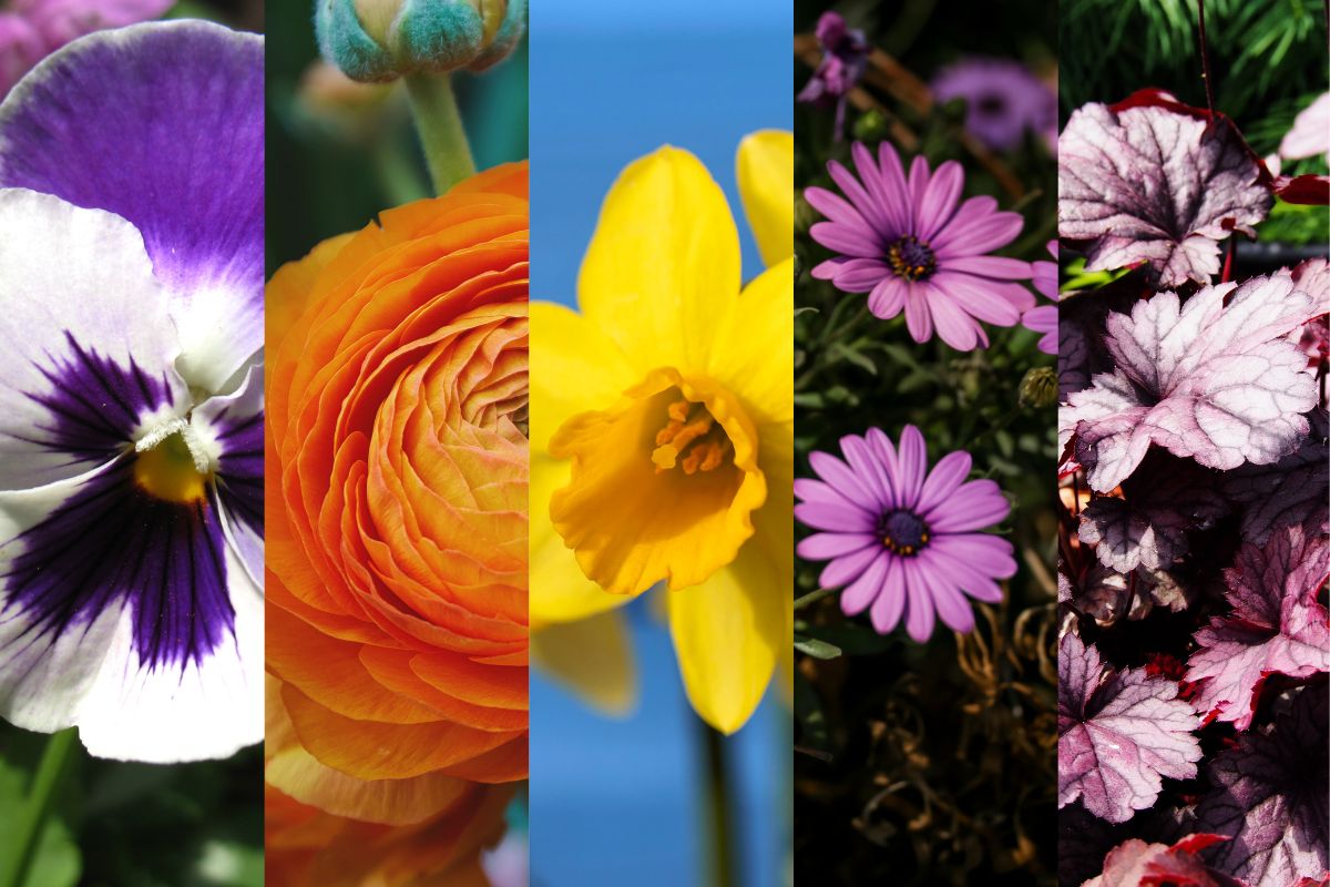 5 Fabulous Plants for Spring Container Gardens