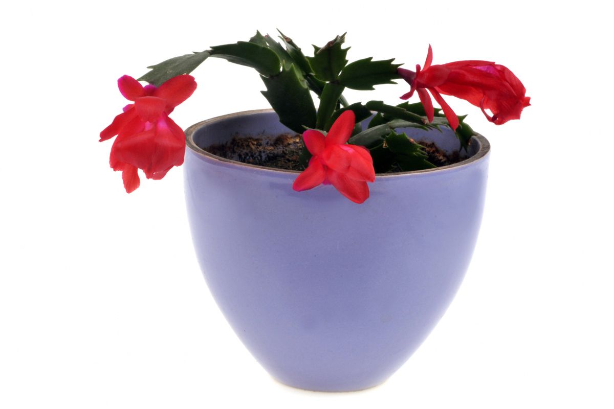8 Best Cactus Varieties to Grow Indoors