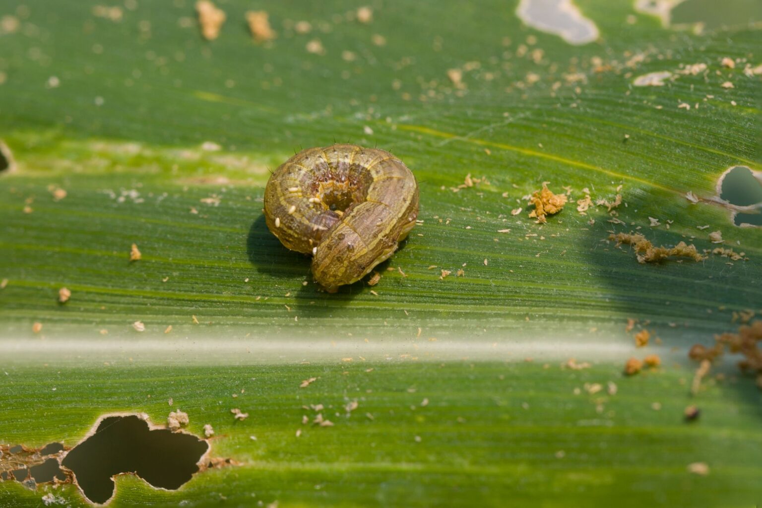 Armyworms: How to Spot, Stop, and Prevent These Pests in the Garden