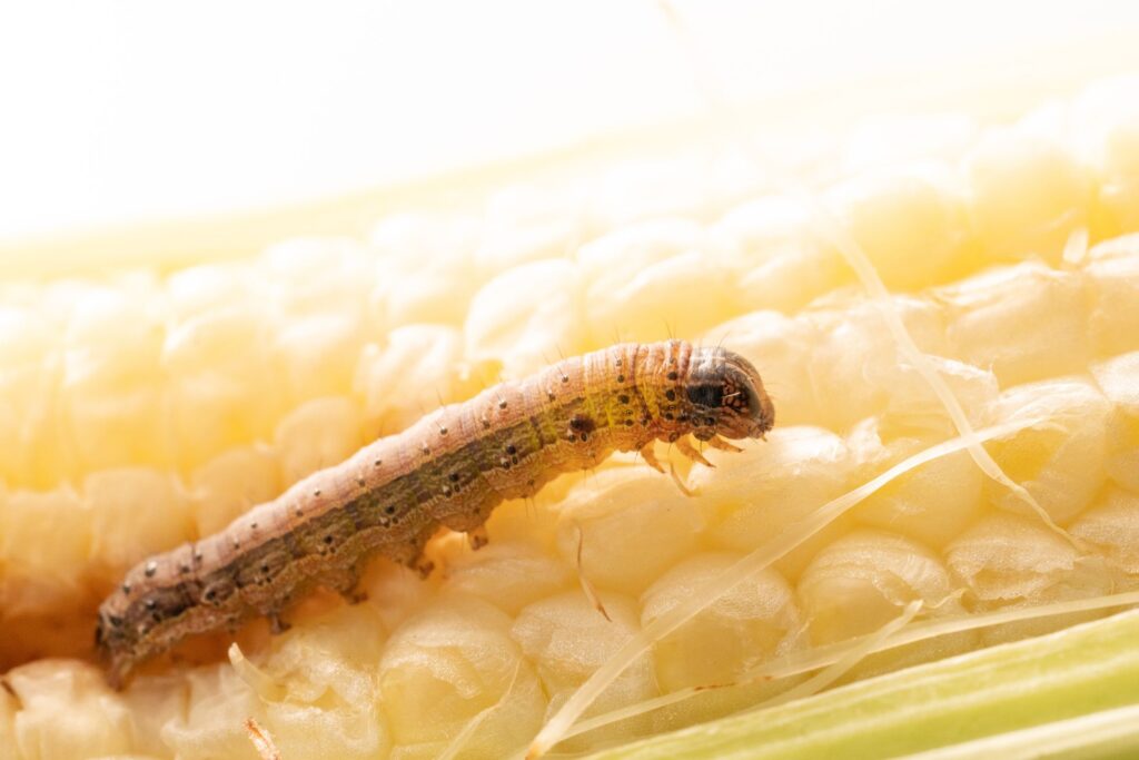 Armyworms: How to Spot, Stop, and Prevent These Pests in the Garden