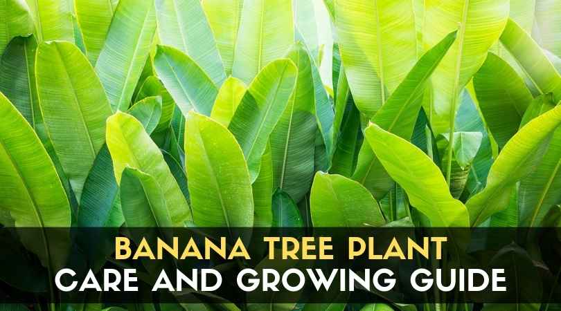 Banana Tree Plant: Care and Growing Guide
