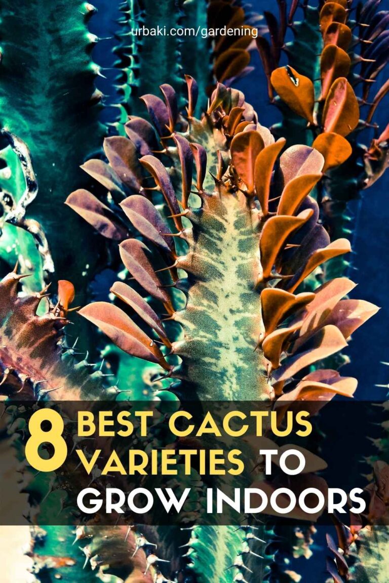8 Best Cactus Varieties to Grow Indoors