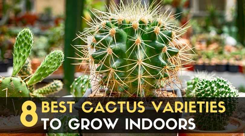 8 Best Cactus Varieties to Grow Indoors