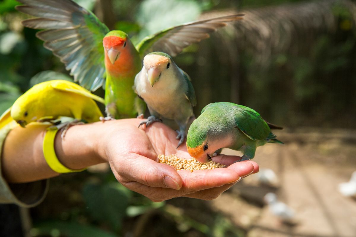 Bird Feeding Myths
