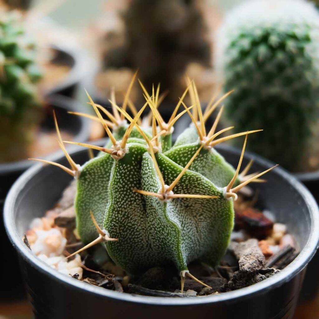 8 Best Cactus Varieties to Grow Indoors