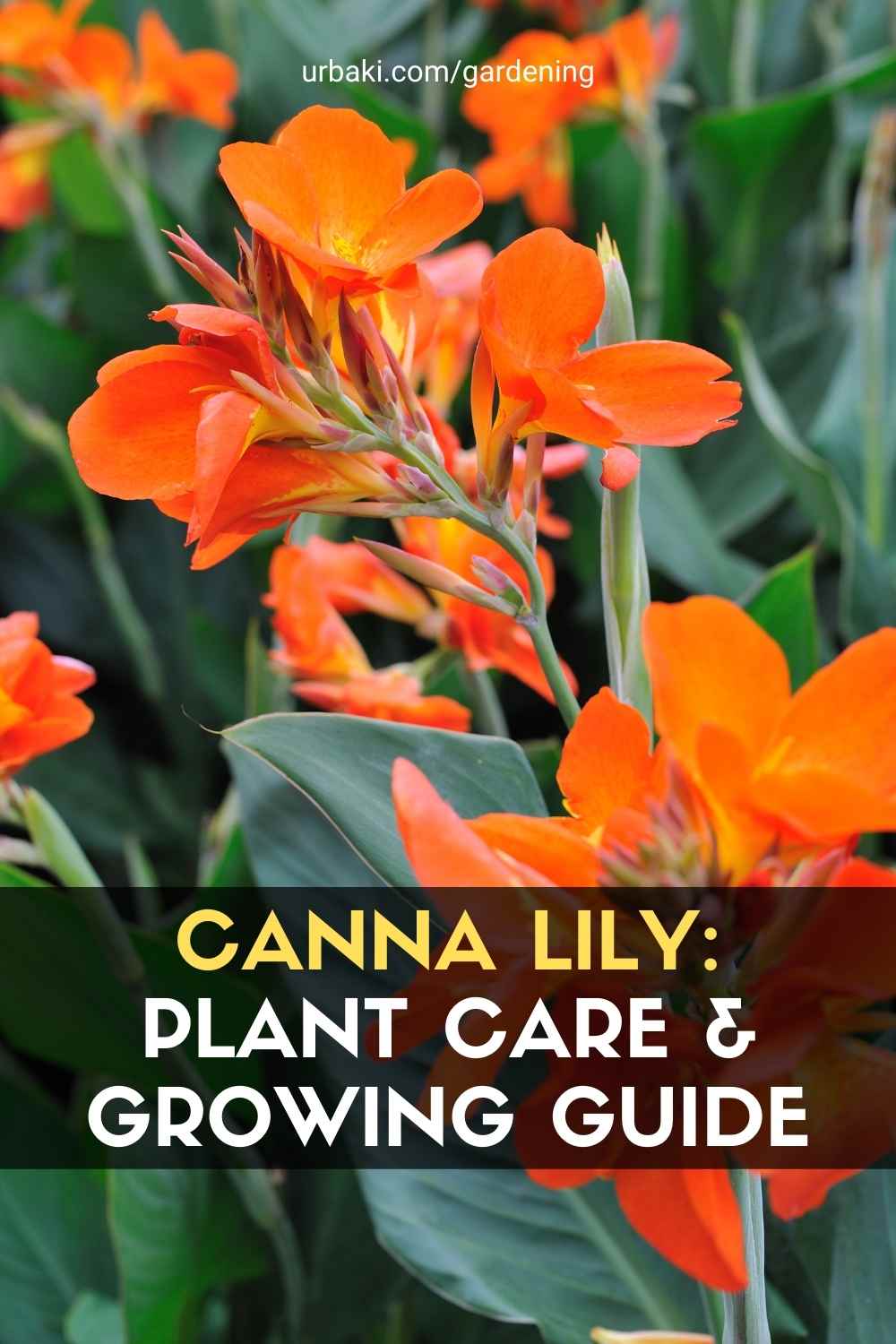 Canna Lily: Plant Care & Growing Guide