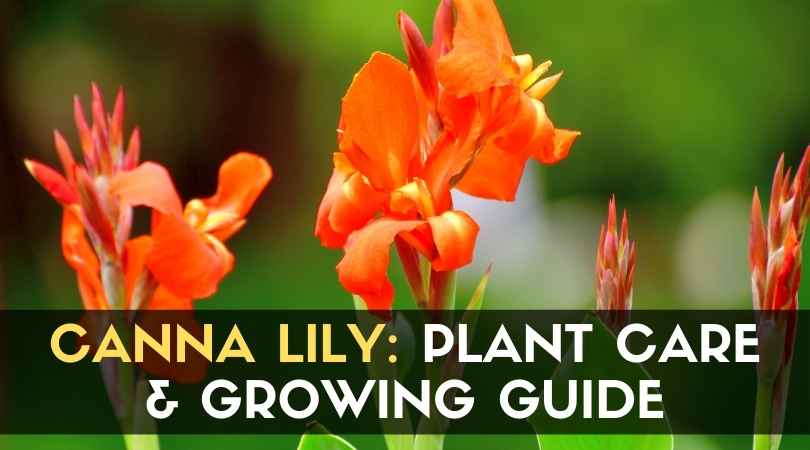 Canna Lily: Plant Care & Growing Guide