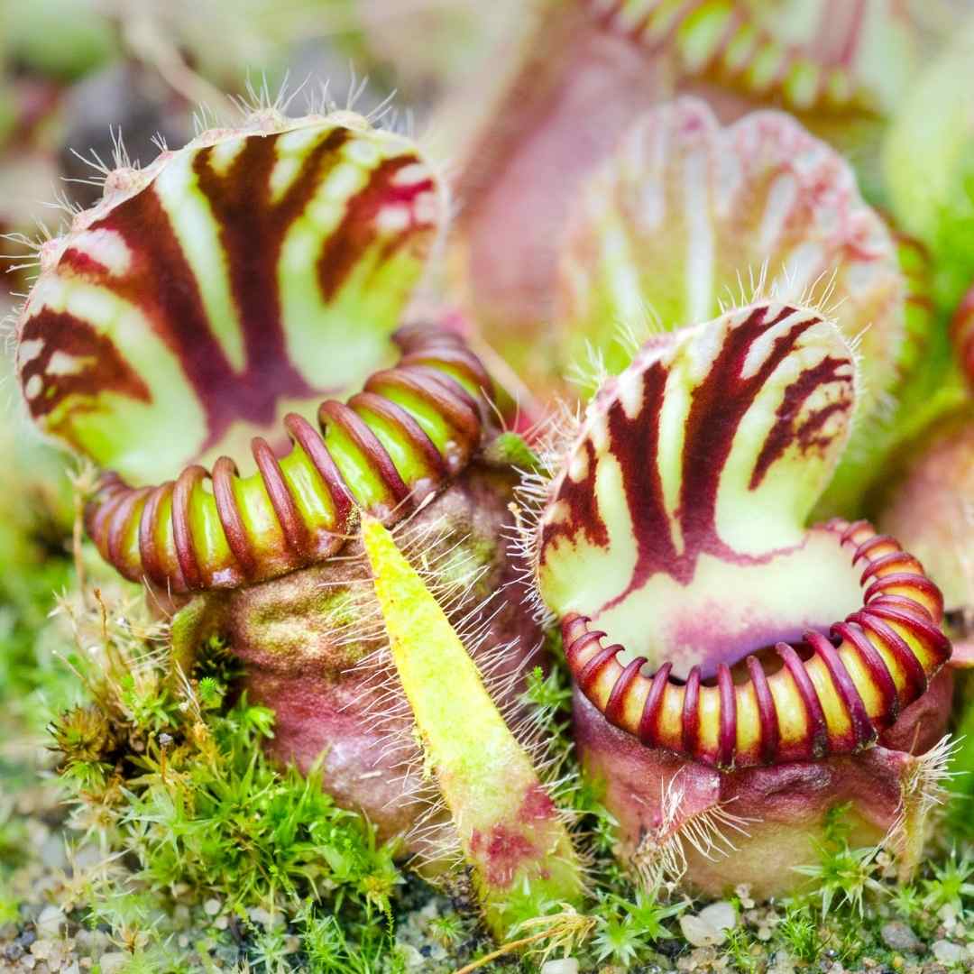 10 Popular Pitcher Plants