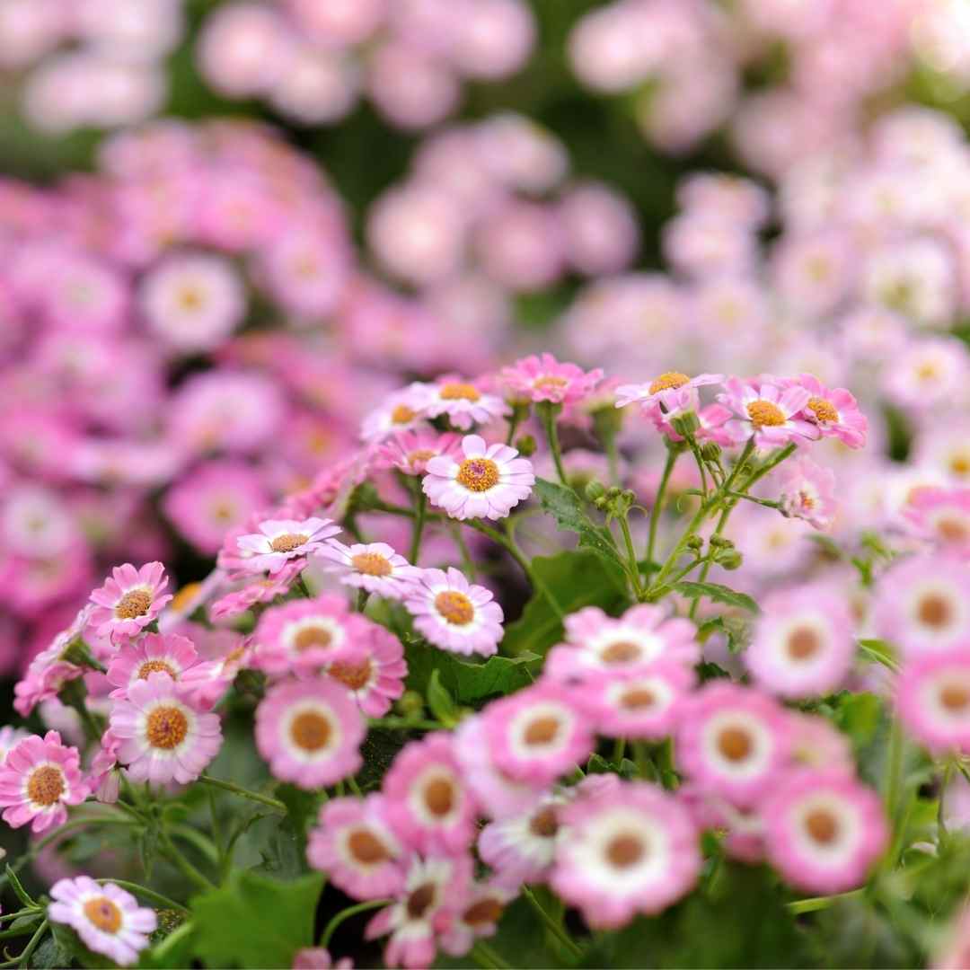 5 Fabulous Plants for Spring Container Gardens