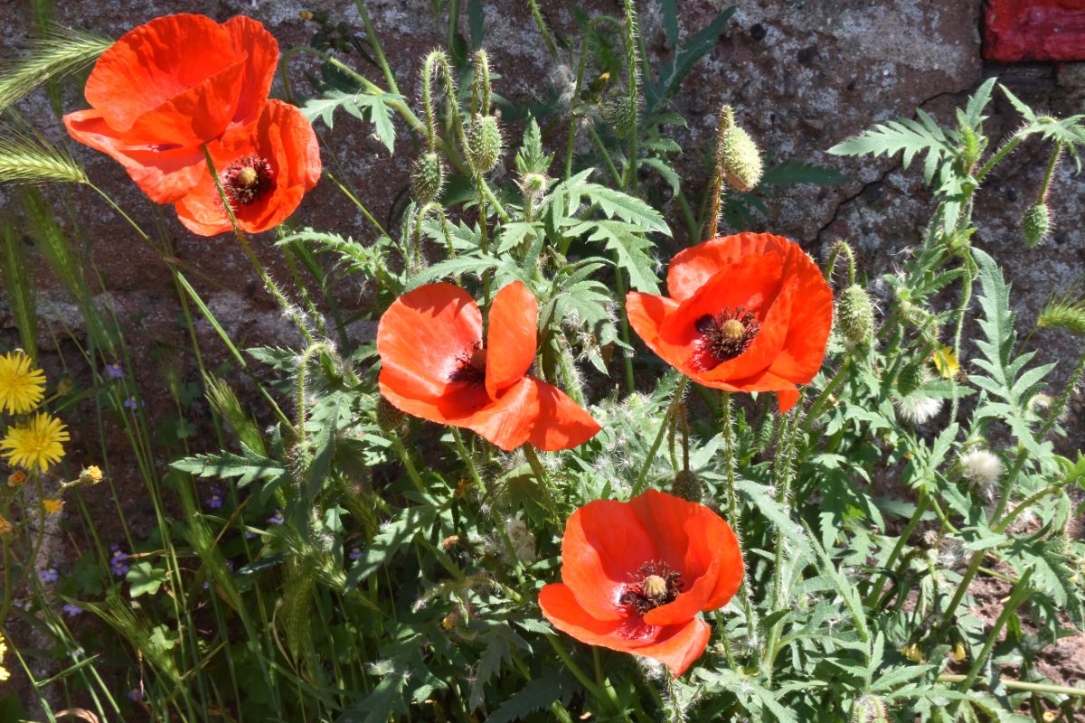 Common Poppy (Papaver rhoeas): Care and Growing Guide