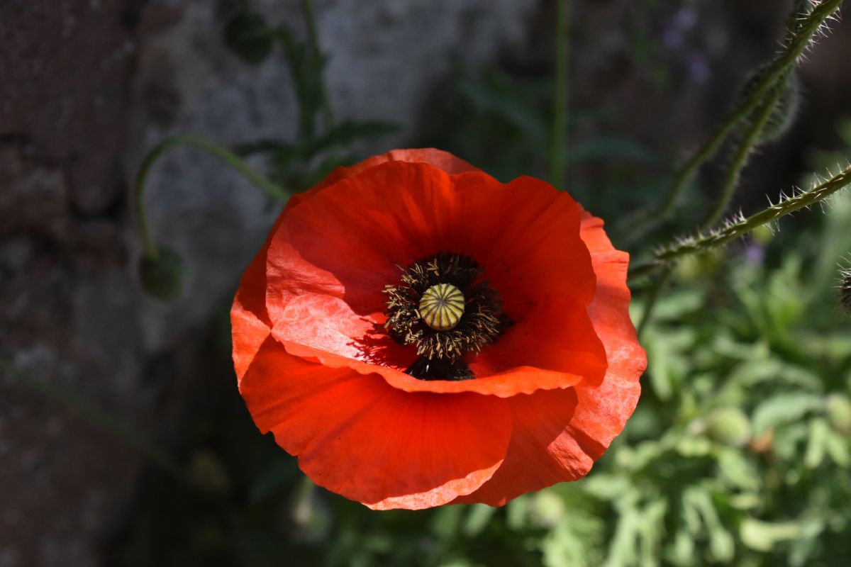 Common Poppy (Papaver rhoeas): Care and Growing Guide