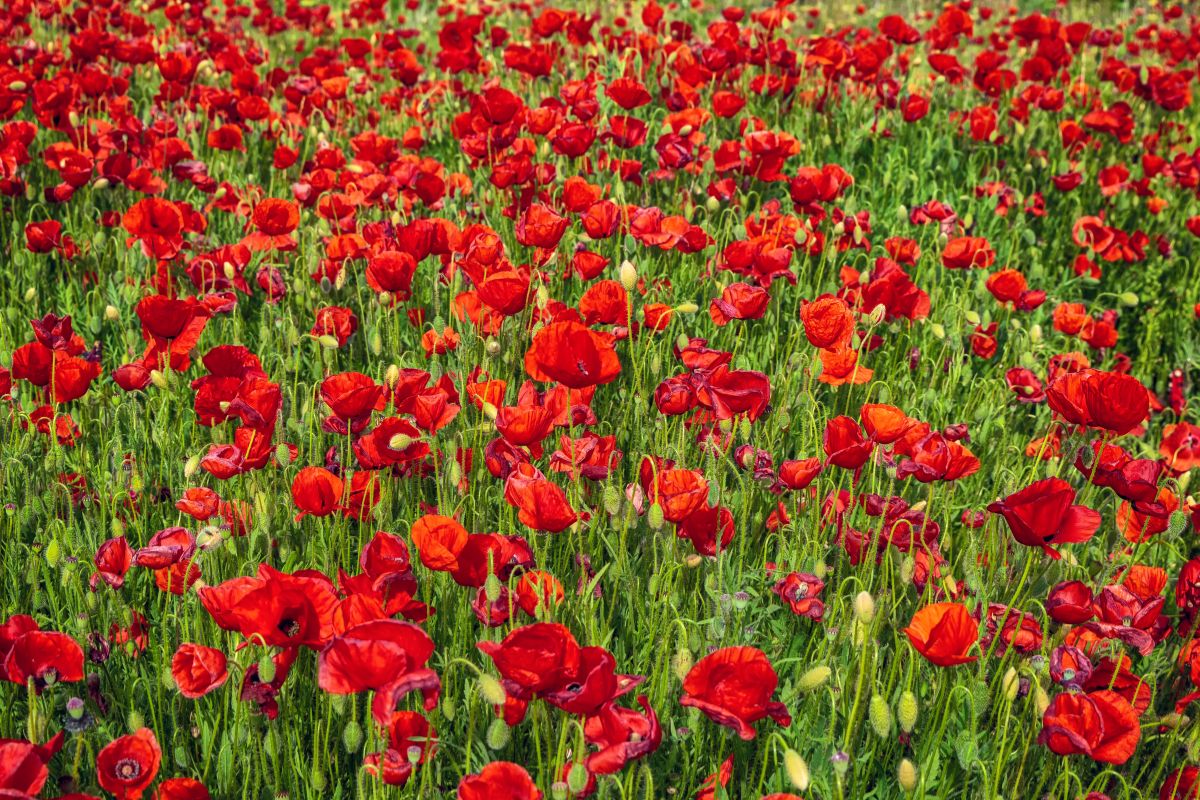 Common Poppy (Papaver rhoeas): Care and Growing Guide
