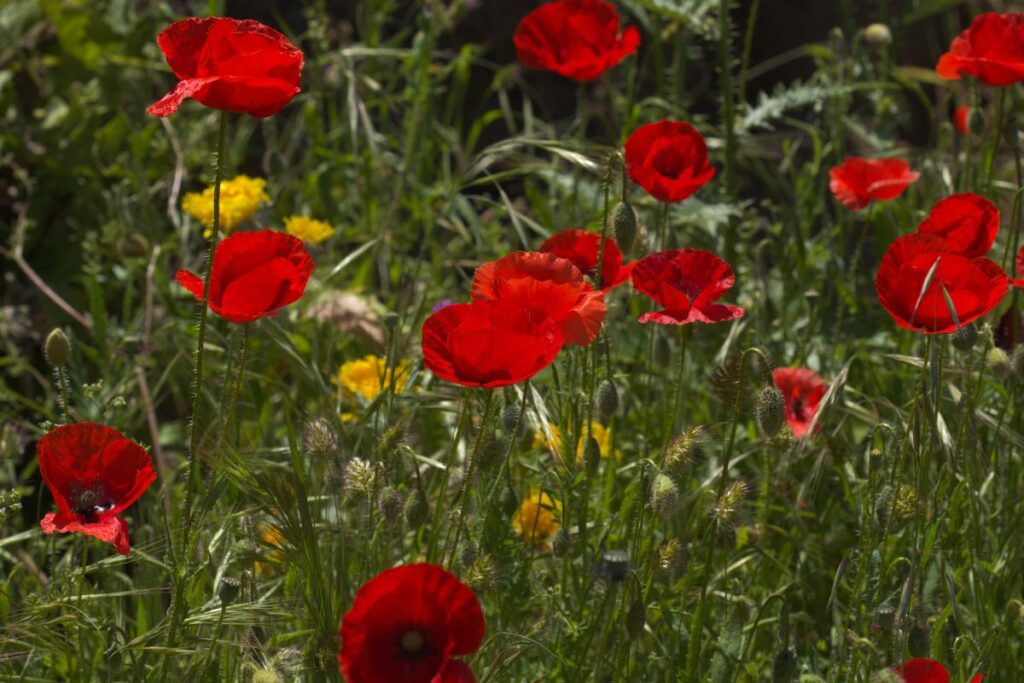Common Poppy (Papaver rhoeas): Care and Growing Guide