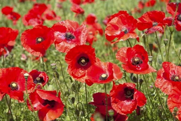 Common Poppy (Papaver rhoeas): Care and Growing Guide