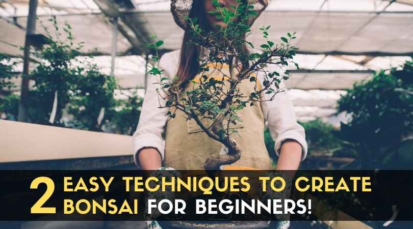 2 EASY Techniques to Create Bonsai for Beginners!