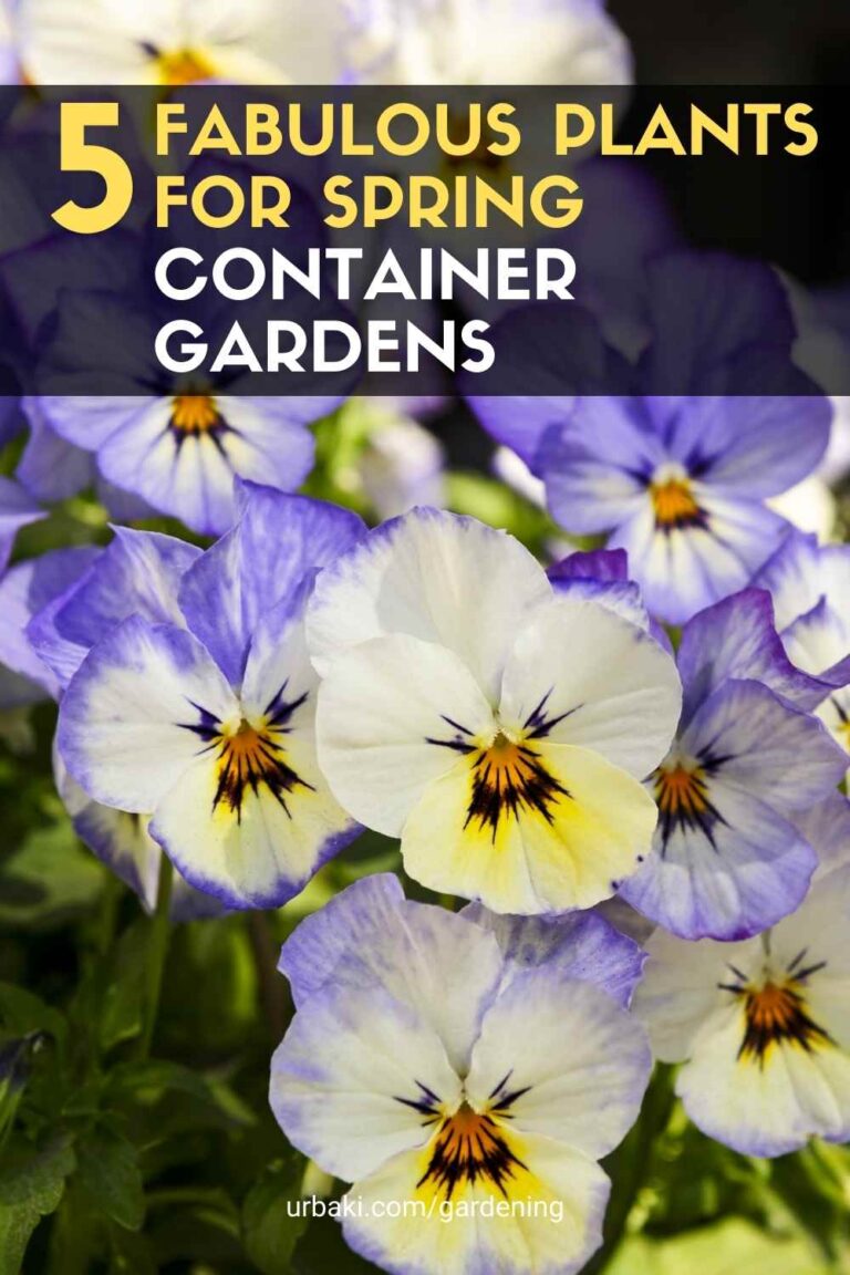 5 Fabulous Plants for Spring Container Gardens