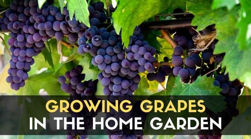 Growing Grapes in The Home Garden