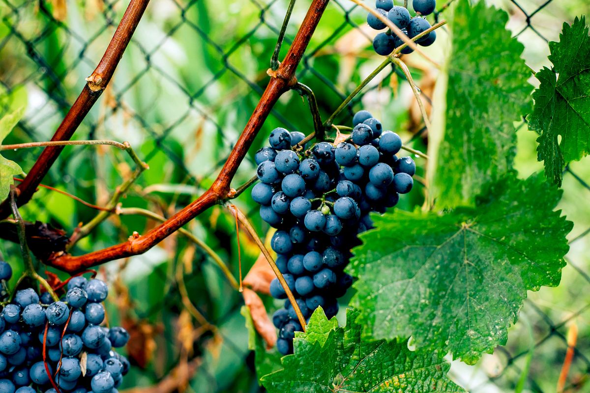 Growing Grapes in The Home Garden