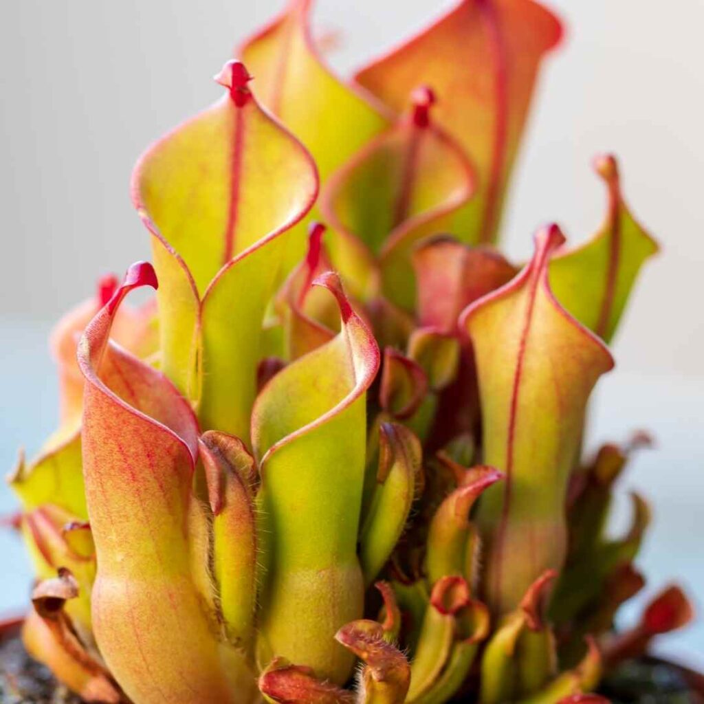10 Popular Pitcher Plants