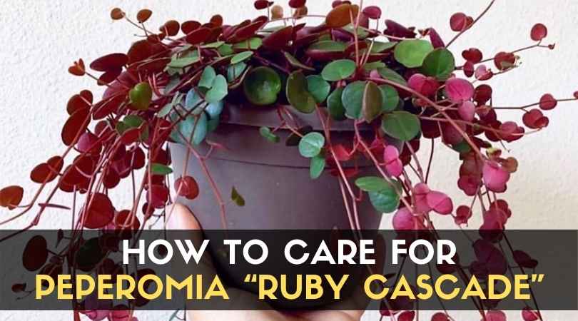 How To Care For Peperomia “Ruby Cascade”