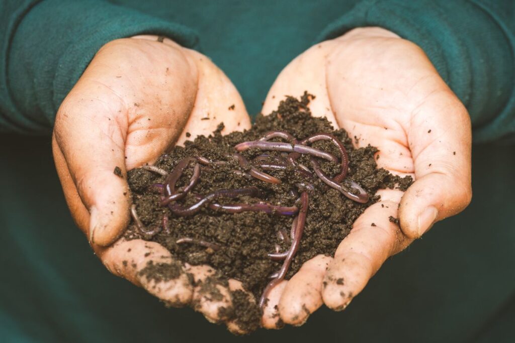 How to Attract More Earthworms To Your Garden