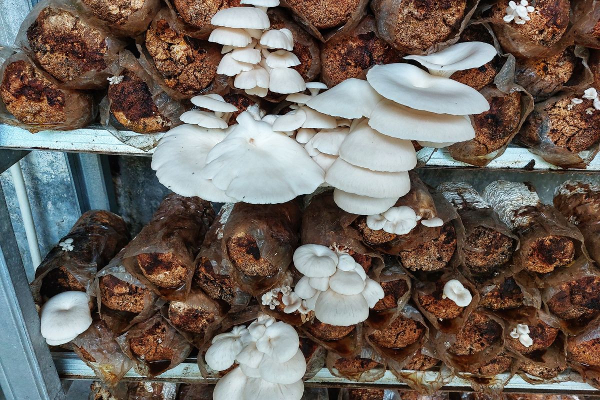 How to Be a Successful Small Scale Mushroom Farmer