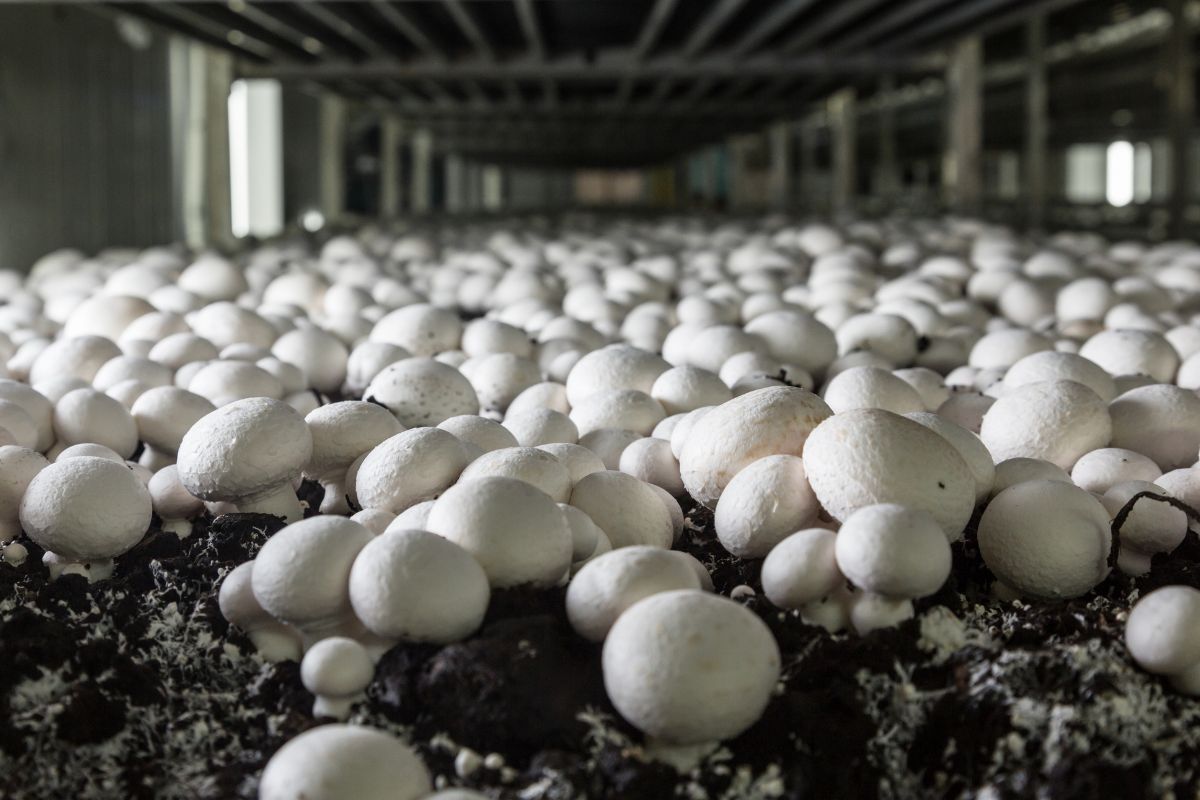 How to Be a Successful Small Scale Mushroom Farmer