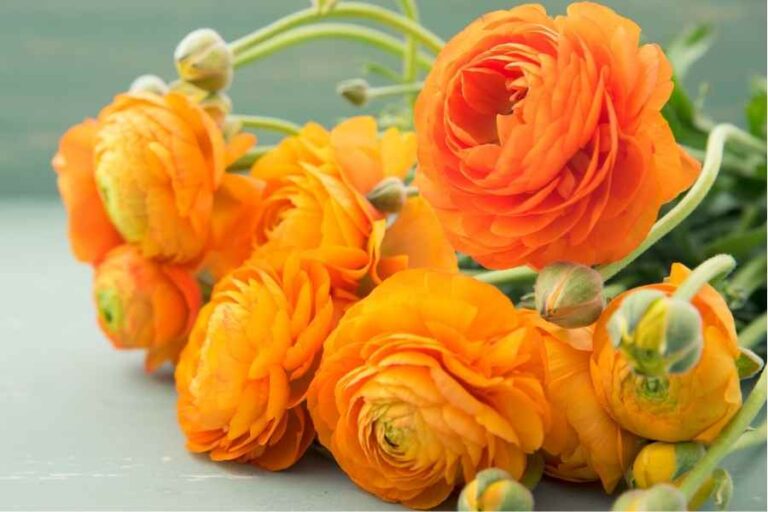 How to Grow AMAZING Ranunculus!