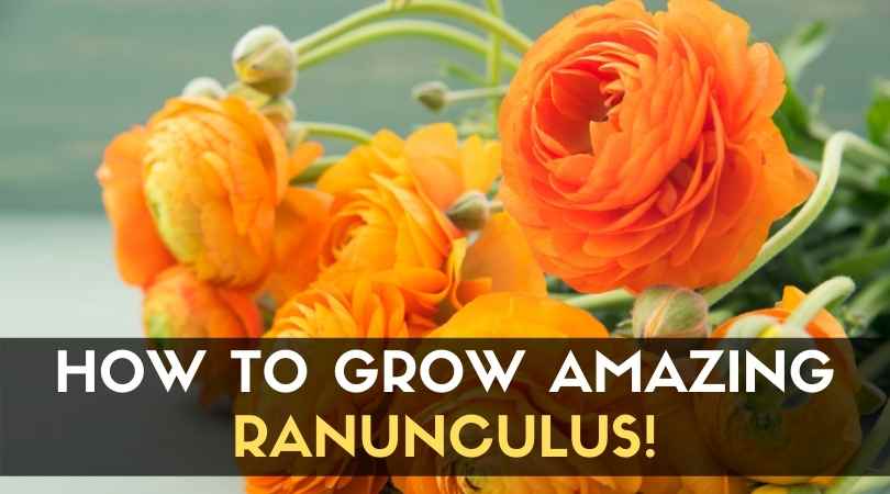 How to Grow AMAZING Ranunculus!