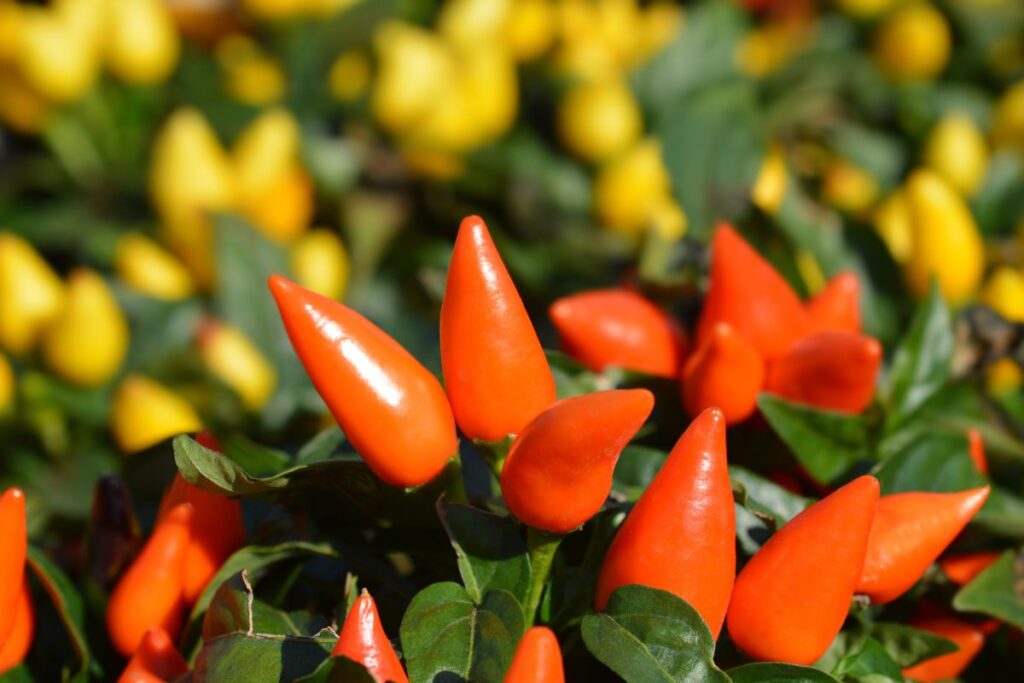 How to Grow Ornamental Pepper