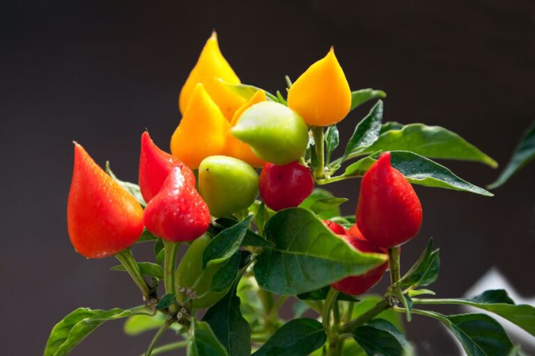 How to Grow Ornamental Pepper