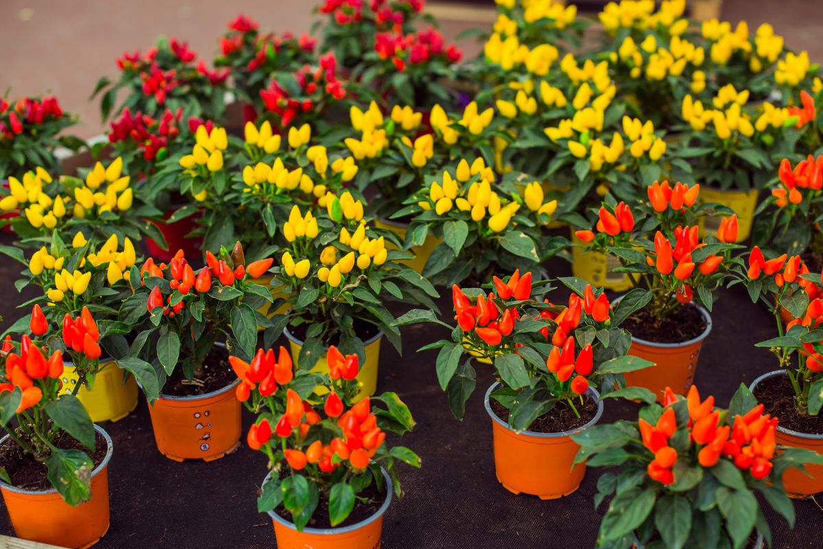 How to Grow Ornamental Pepper