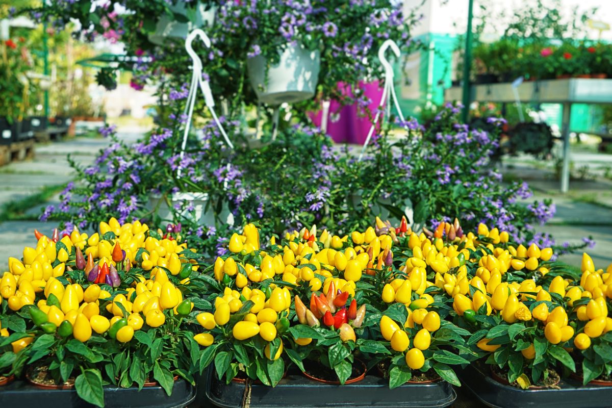 How to Grow Ornamental Pepper