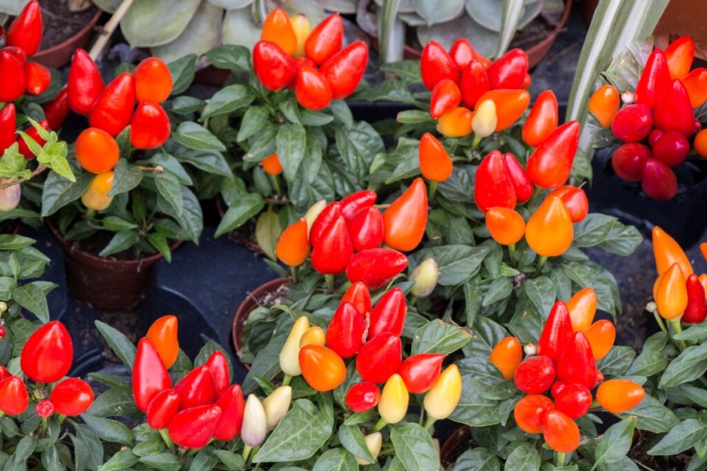 How to Grow Ornamental Pepper