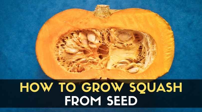 How to Grow Squash from Seed