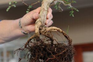 Learn Creating a Clump Style Bonsai