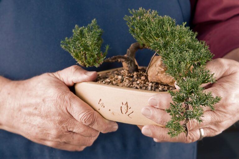 Learn Creating a Clump Style Bonsai
