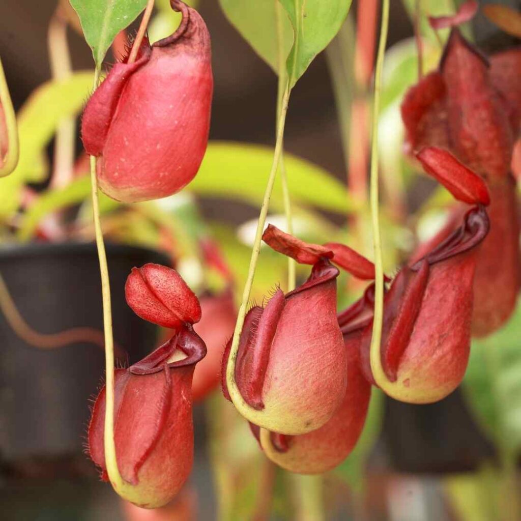 10 Popular Pitcher Plants