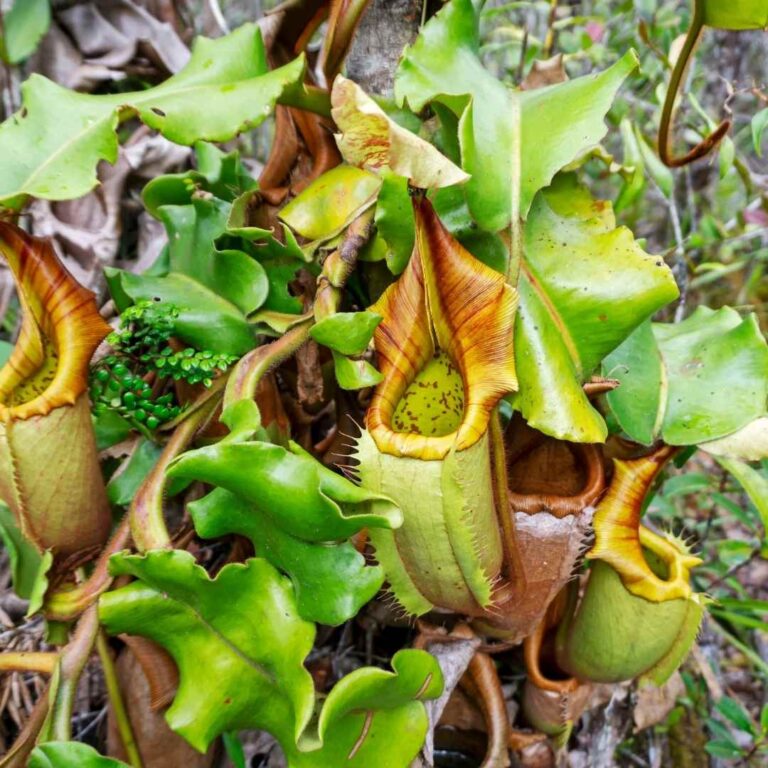 10 Popular Pitcher Plants